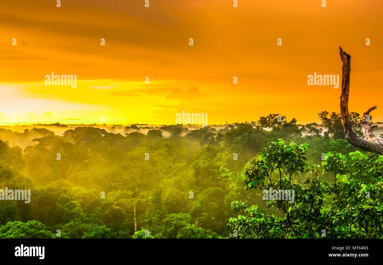 View on sunset over the trees of the rain forest in Brazil Stock Photo ...