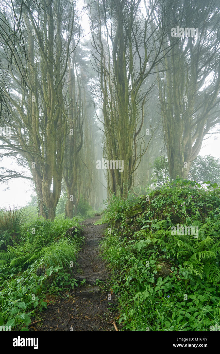 Pathway to Madron 12th Century Chapel and ancient Holy Well, Madron ...