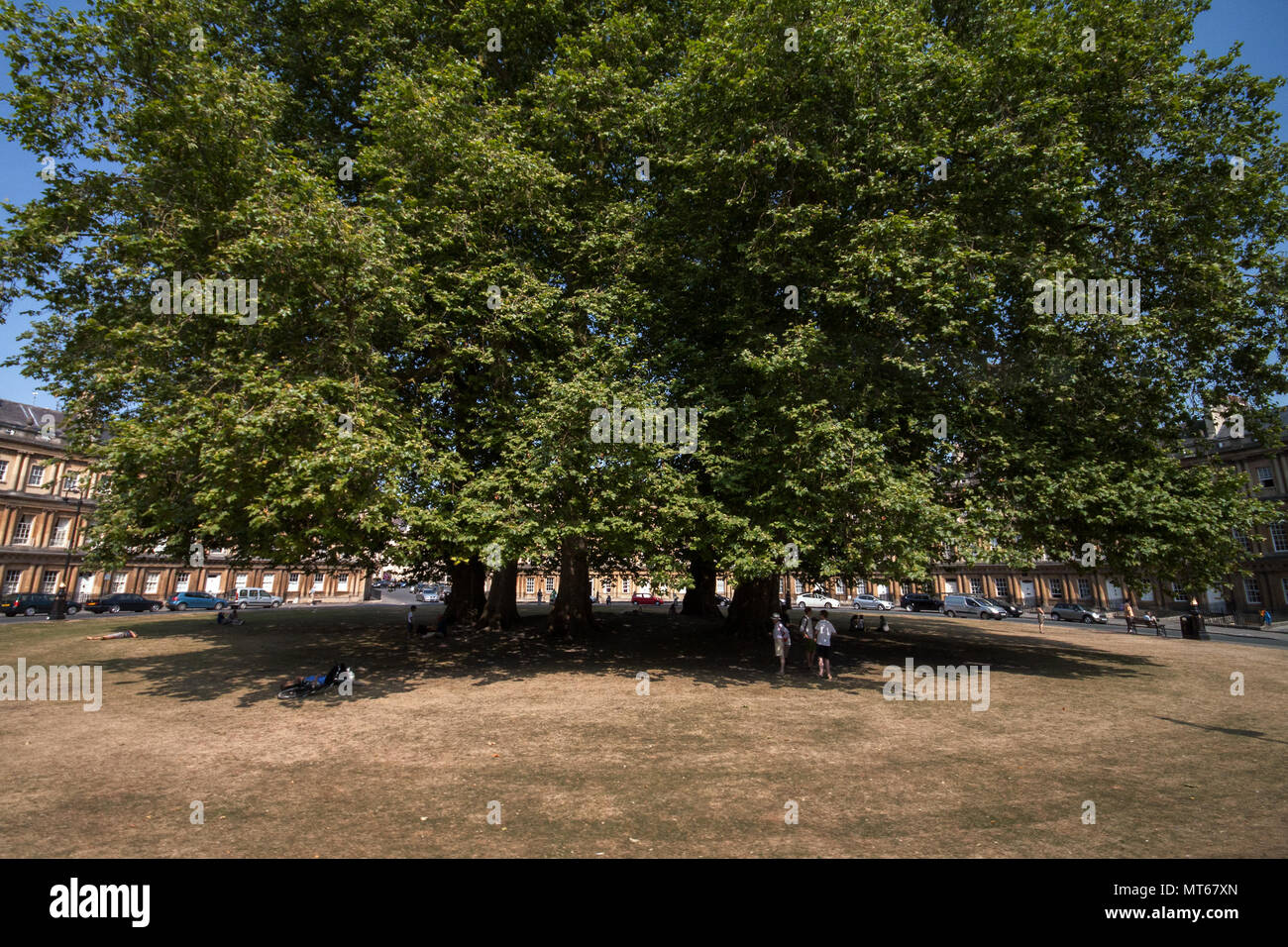 The circus trees in front of crescent buildings in city of Bath ...