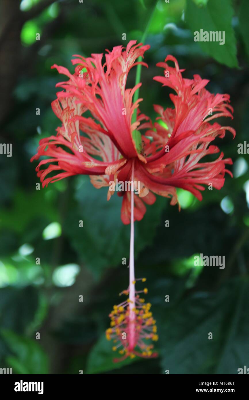 Hibiscus family hi-res stock photography and images - Alamy