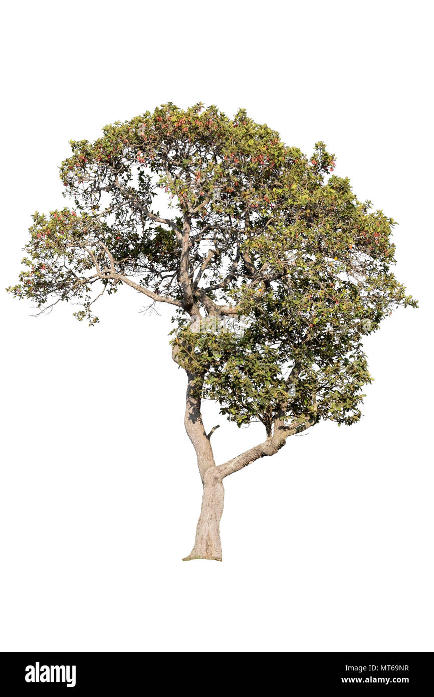 Green tree isolated on white background Stock Photo - Alamy