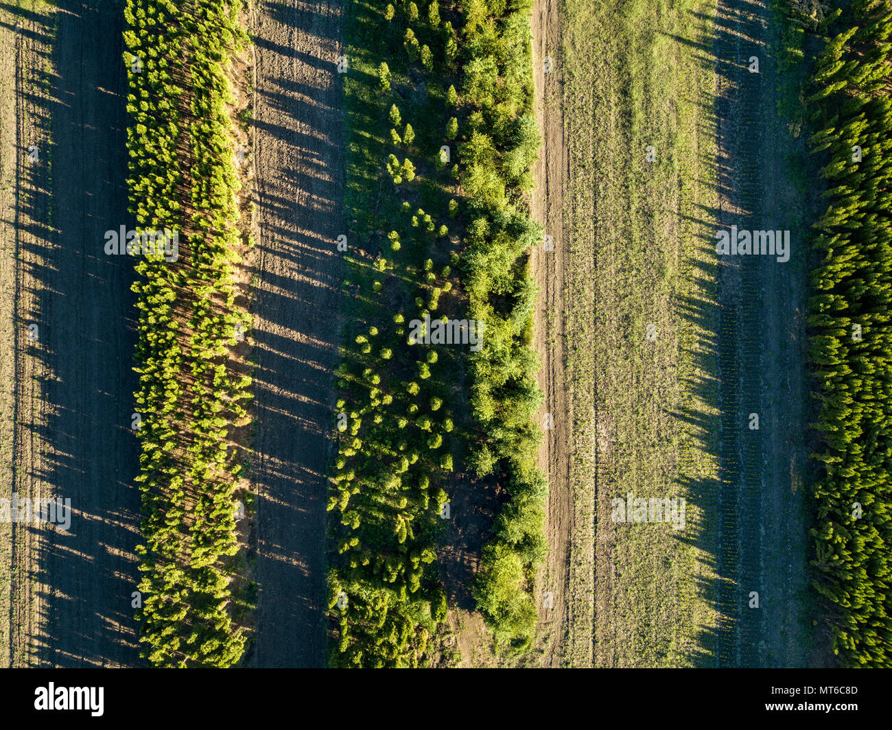 Aerial view rows of young tree seedlings on a spring sunny day. Photo ...