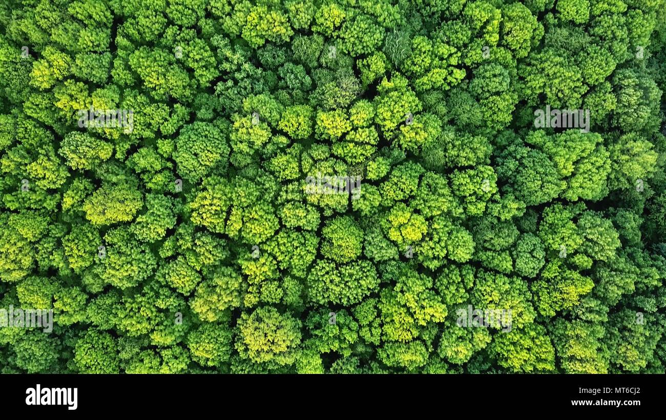 Aerial view spring forest. Natural green background. Photo from the ...