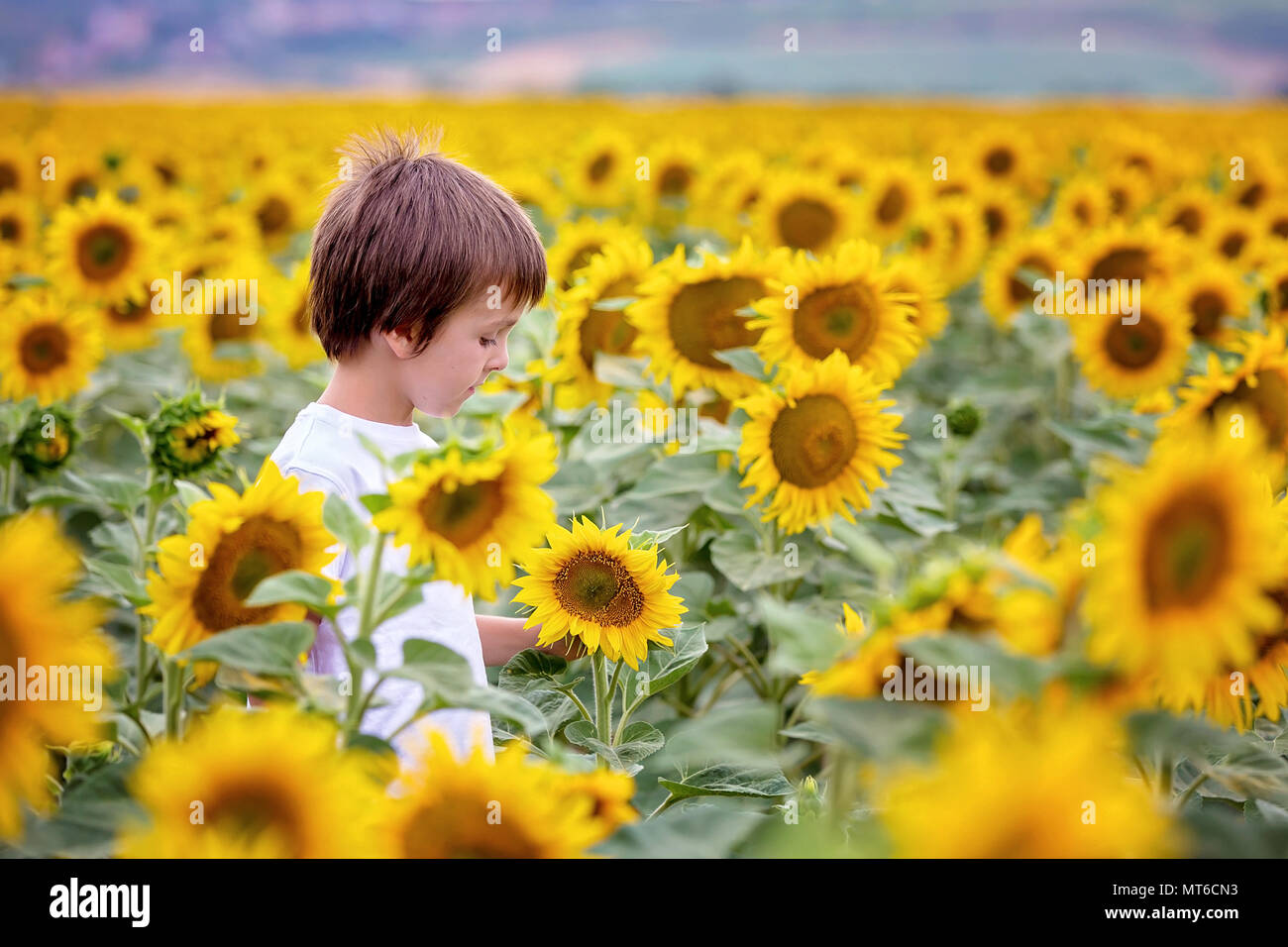 Cute child with sunflower in summer sunflower field on sunset. Kids ...