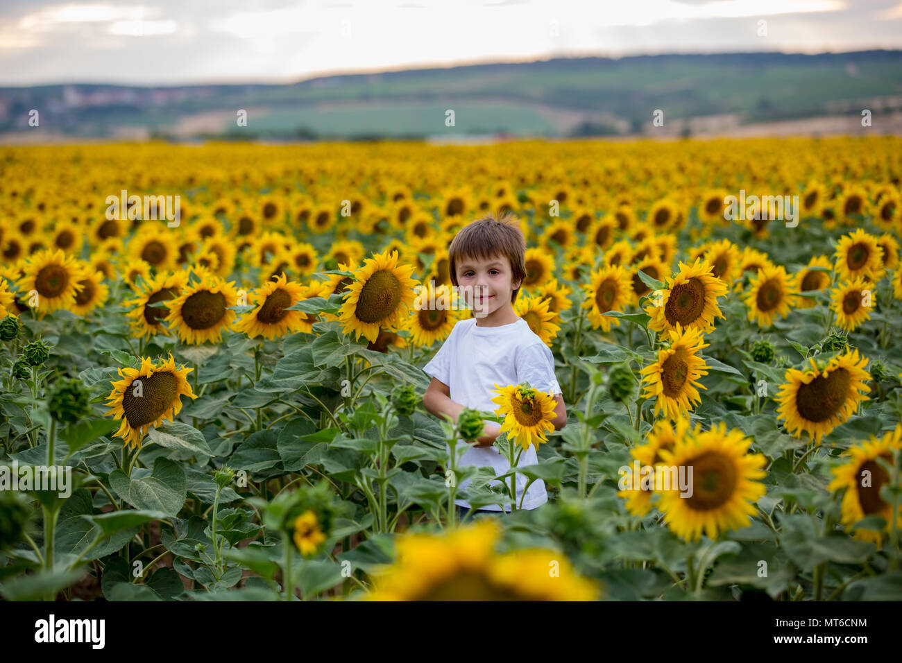 Cute child with sunflower in summer sunflower field on sunset. Kids ...