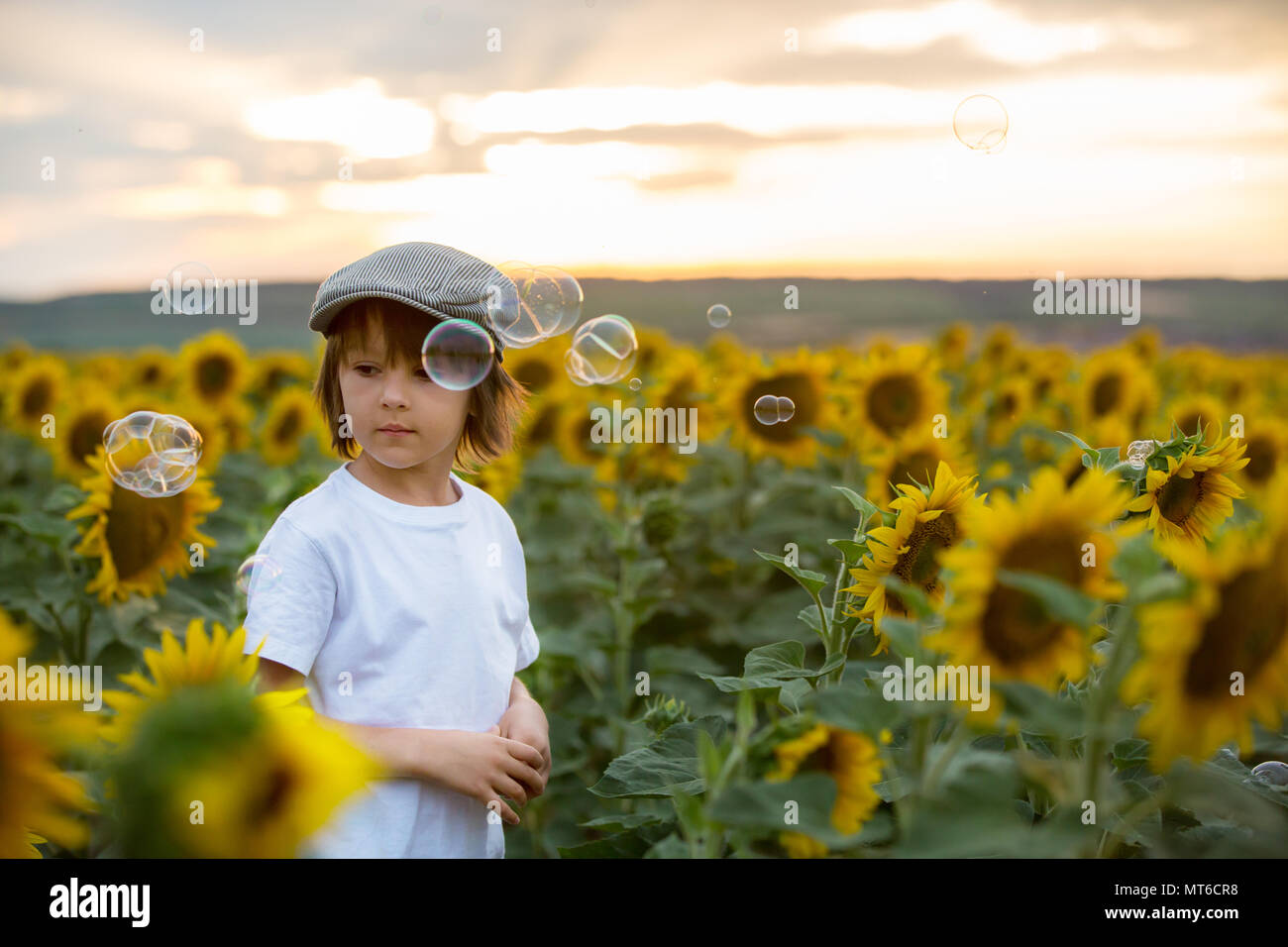 Cute child with sunflower in summer sunflower field on sunset. Kids ...