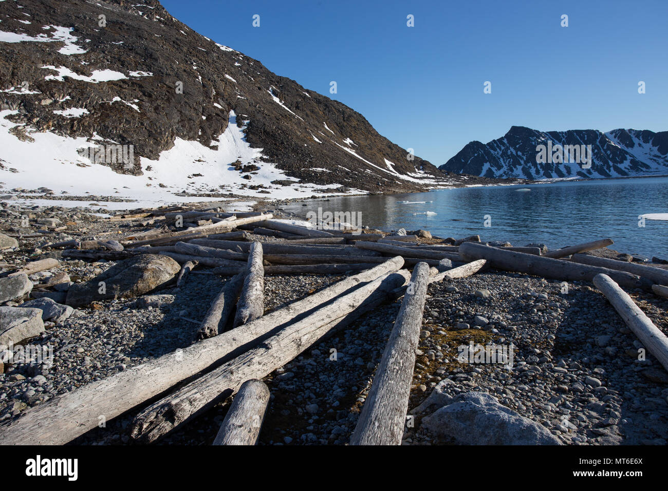 Timber and felled trees washed up on the shore of Spitsbergen, Svalbard ...