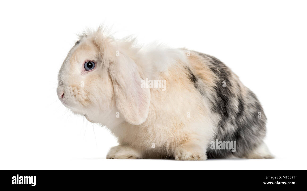 Lop Rabbit , 1 year old, sitting against white background Stock Photo ...