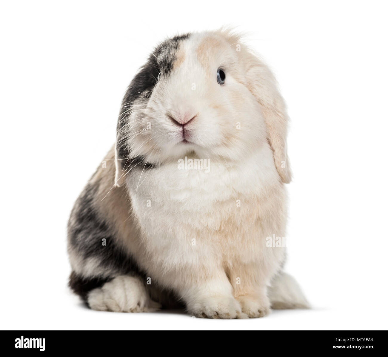 Lop Rabbit , 1 year old, sitting against white background Stock Photo ...