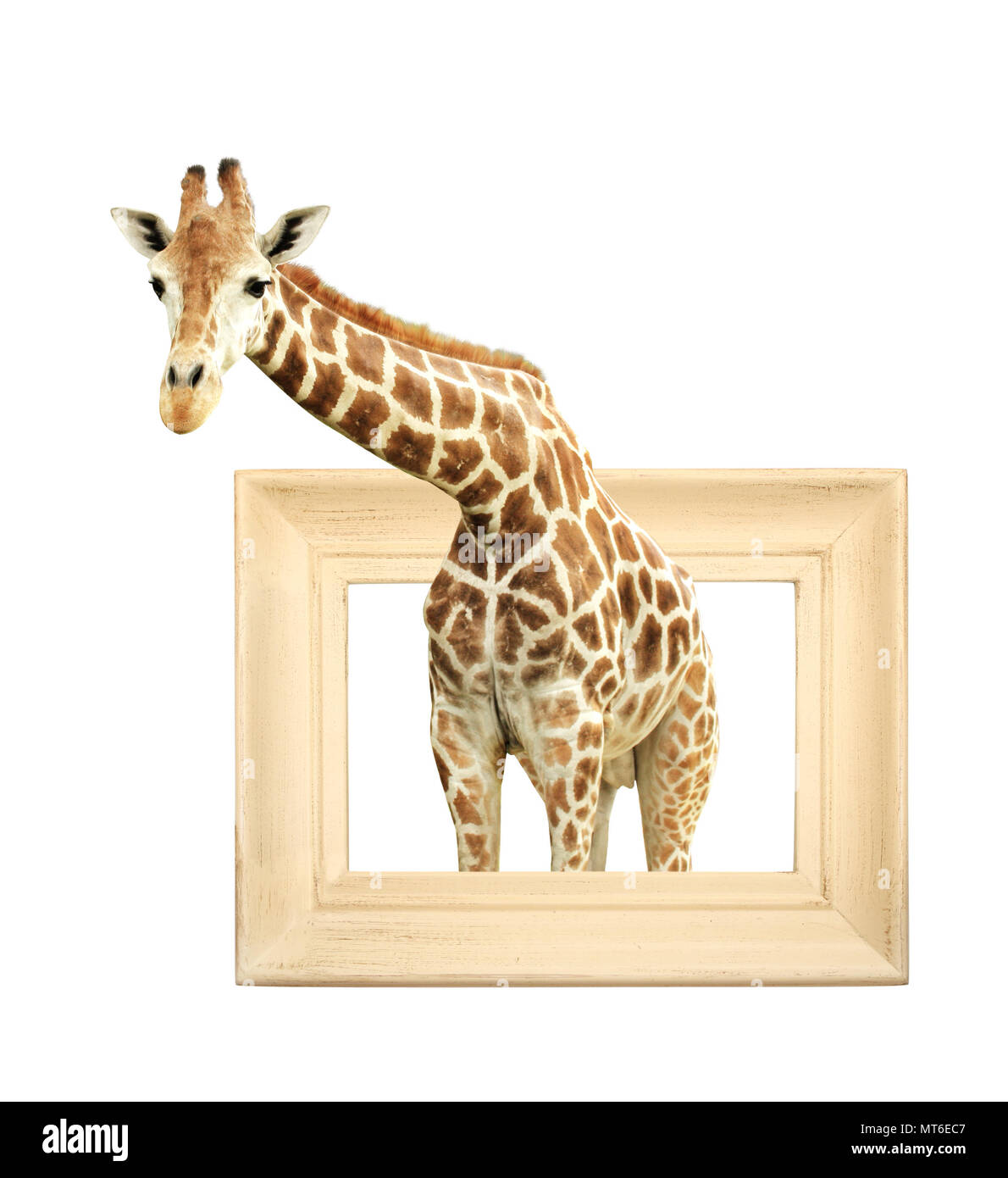Giraffe in wooden frame with 3d effect. Isolated on white background ...