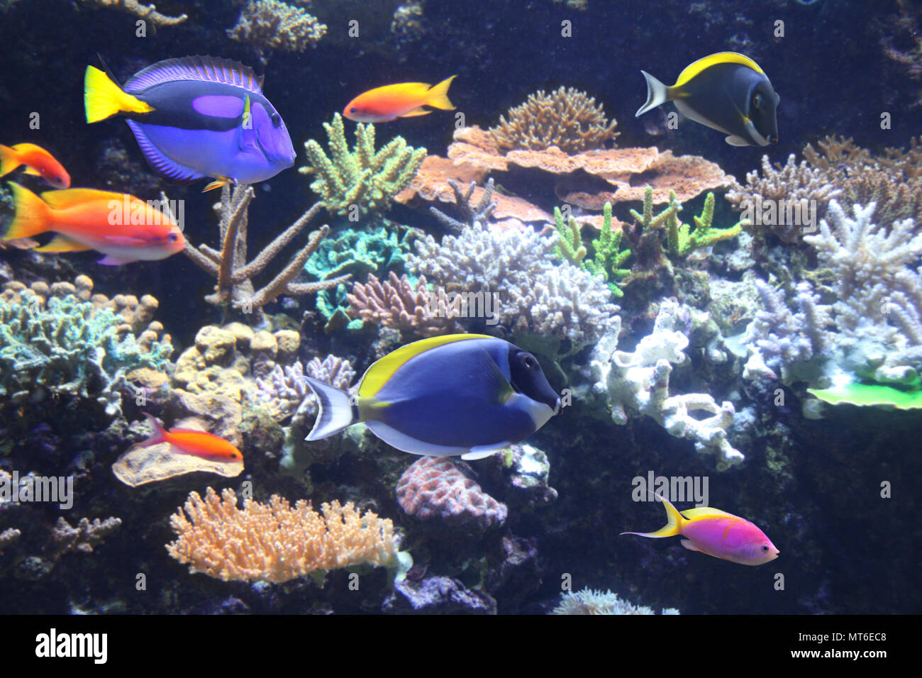 Tropical Underwater Scenery