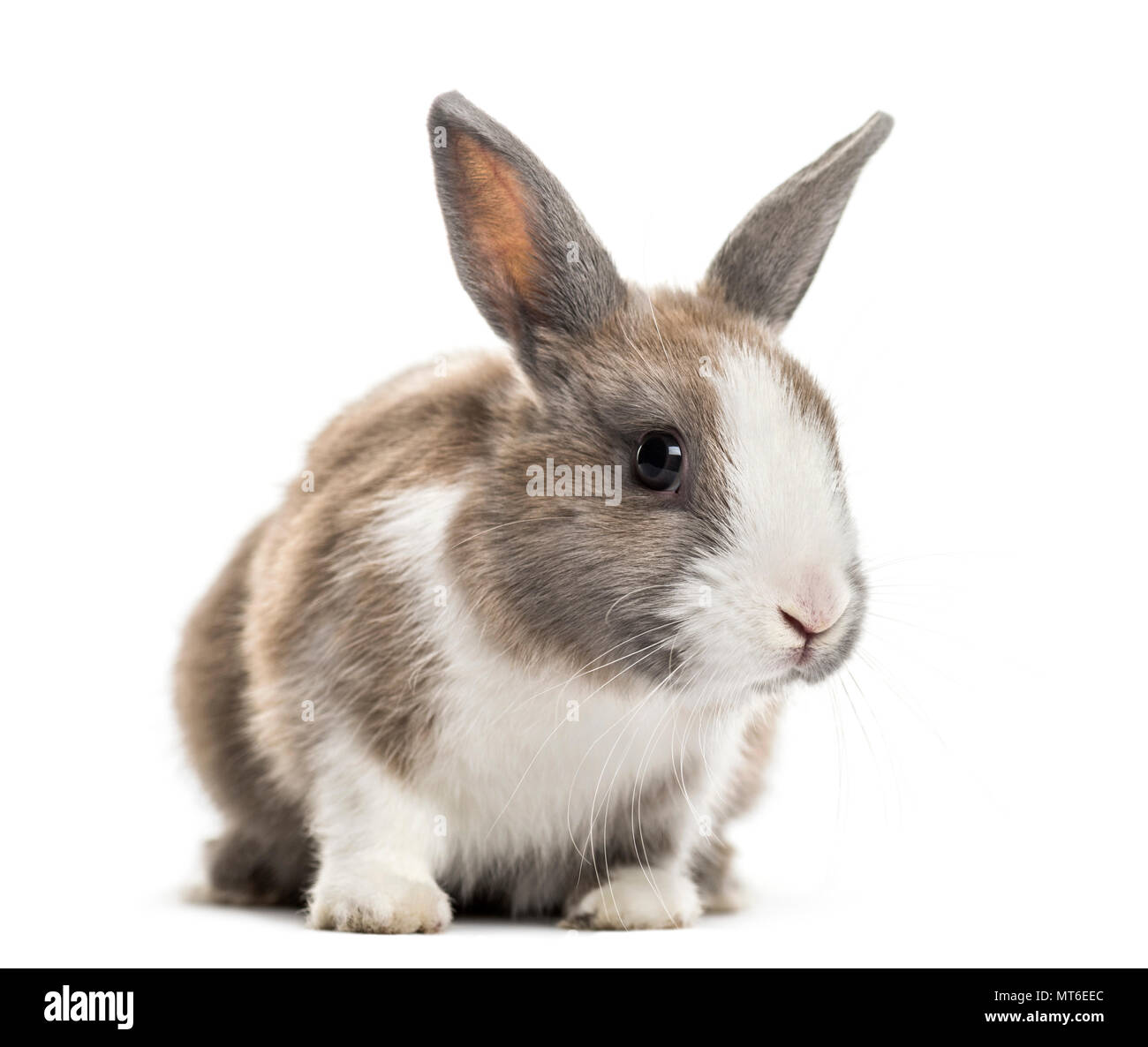 Rabbit , 4 months old, sitting against white background Stock Photo - Alamy