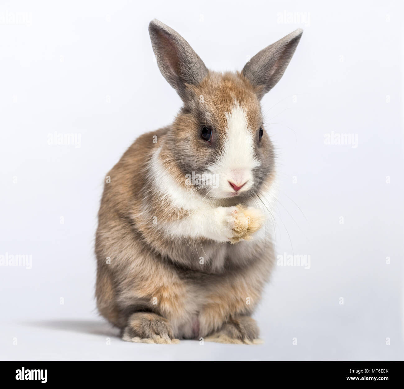 Rabbit , 4 months old, sitting against white background Stock Photo - Alamy