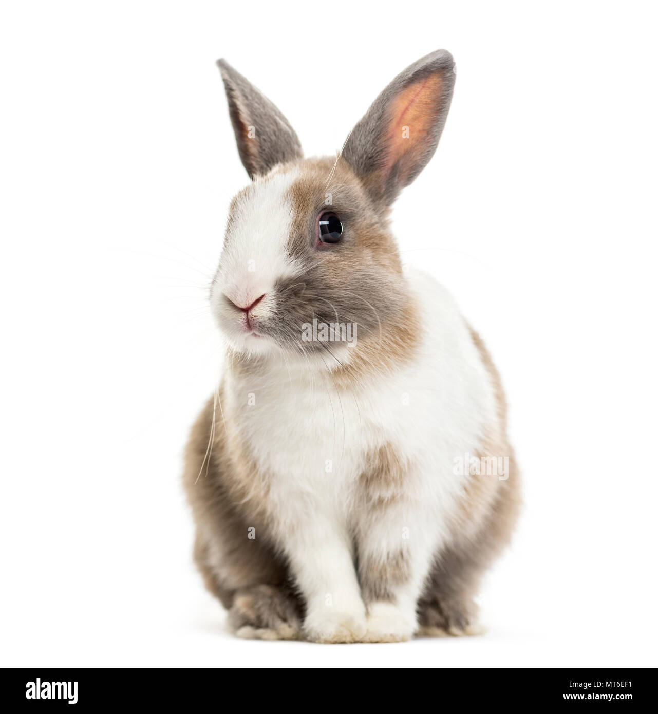 Rabbit , 4 months old, sitting against white background Stock Photo - Alamy