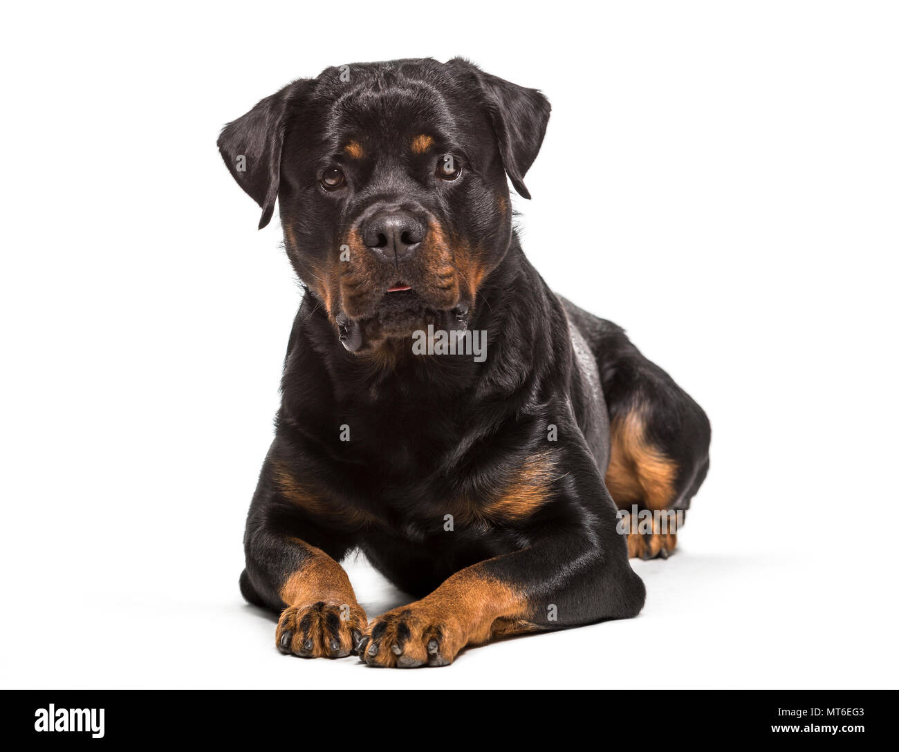 Rottweiler dog , 2 years old, lying against white background Stock ...