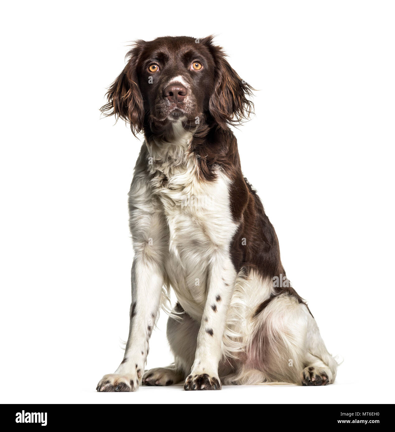 Munsterlander dog , 1 year old, sitting against white background Stock ...