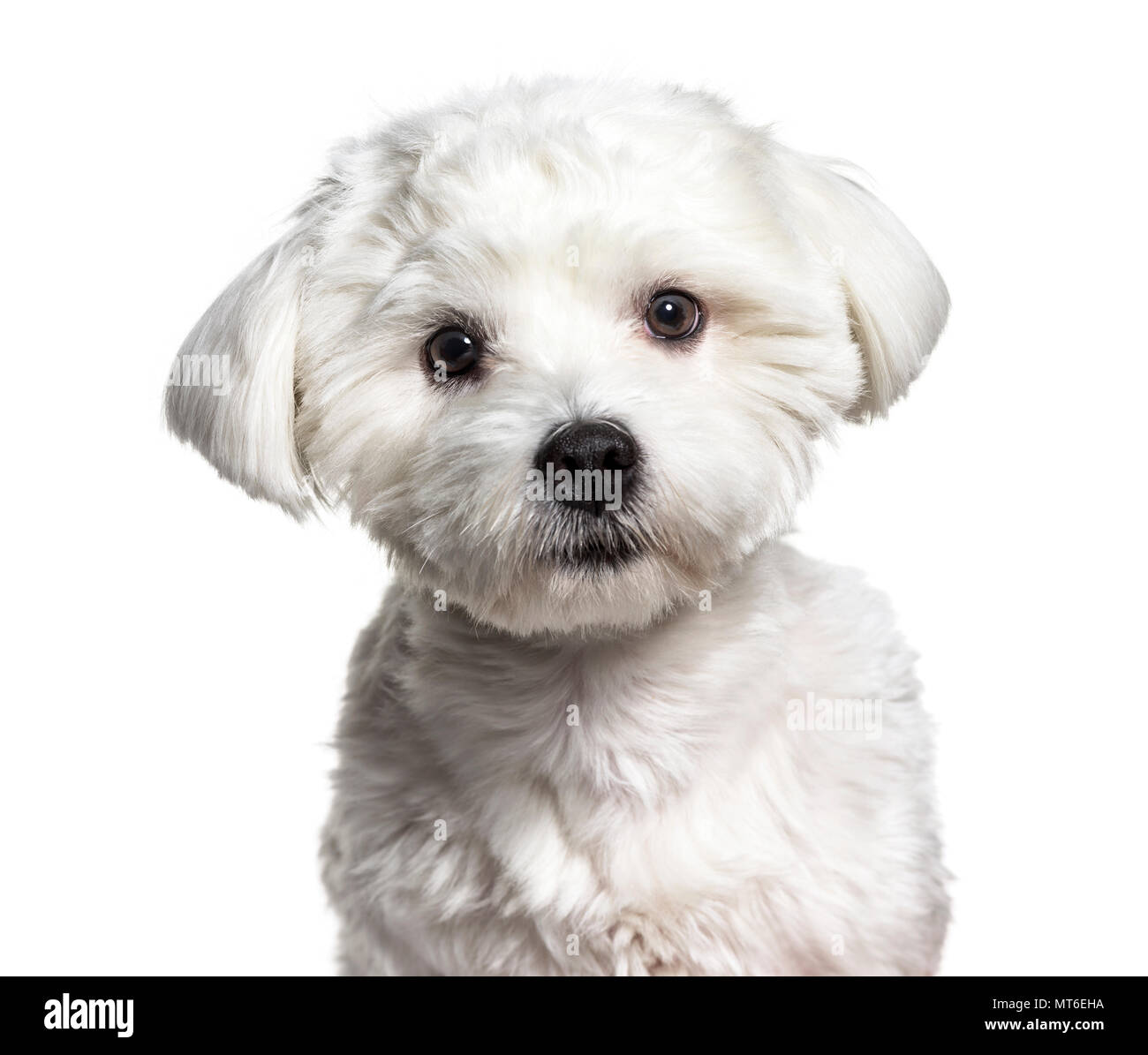 Close up white maltese dog hi-res stock photography and images - Alamy