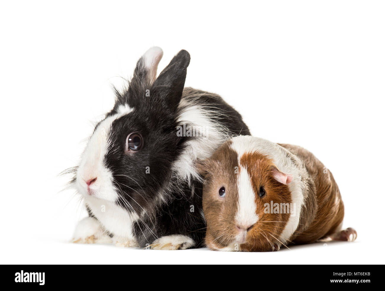 Guinea pig and rabbit sitting against white background Stock Photo - Alamy