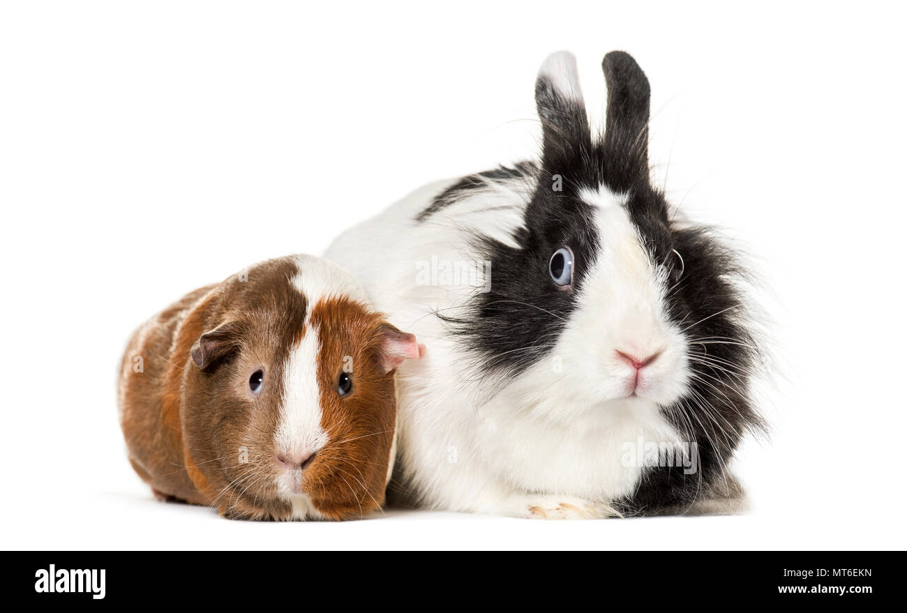 Guinea pig and rabbit sitting against white background Stock Photo - Alamy