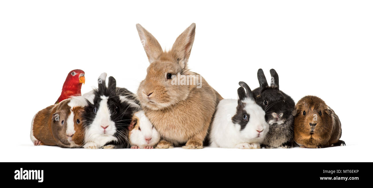 Guinea pigs in a row hi-res stock photography and images - Alamy
