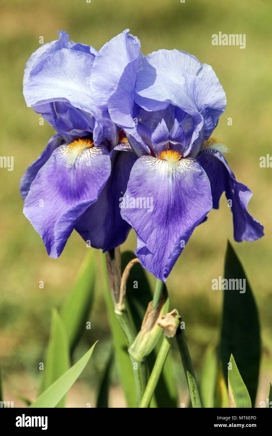 Tall bearded Irises, Iris 'Blue Zenith', Tall bearded Iris flower blue portrait twins Stock ...