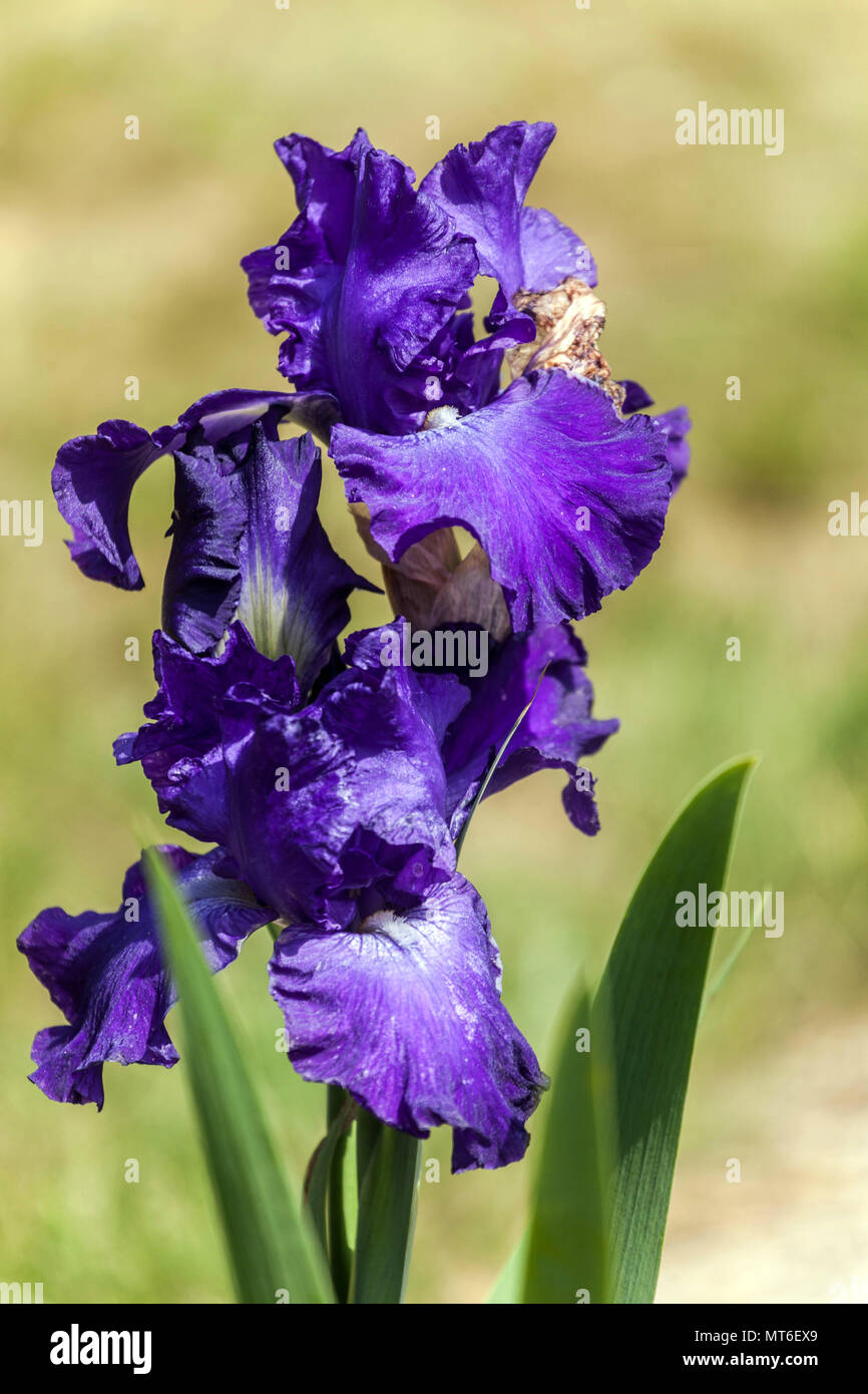 Tall bearded Iris blue iris flower 'Stellar Lights' Stock Photo - Alamy