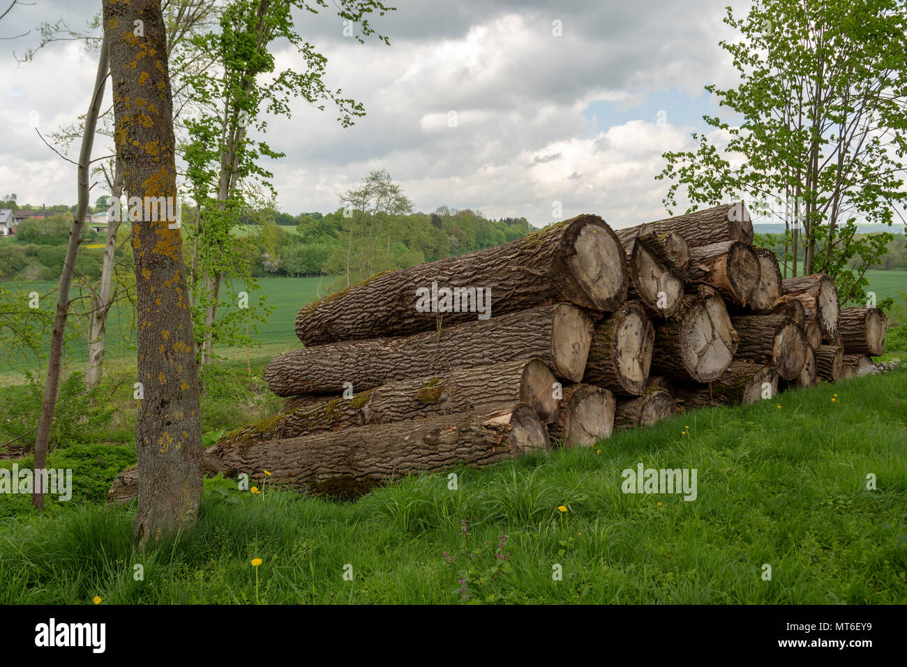 Big logs hi-res stock photography and images - Alamy