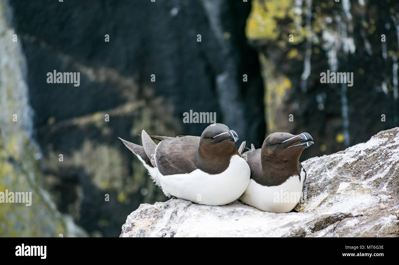 Razorbill pair, Alca torda, sitting on rocky cliff ledge, Isle of May ...