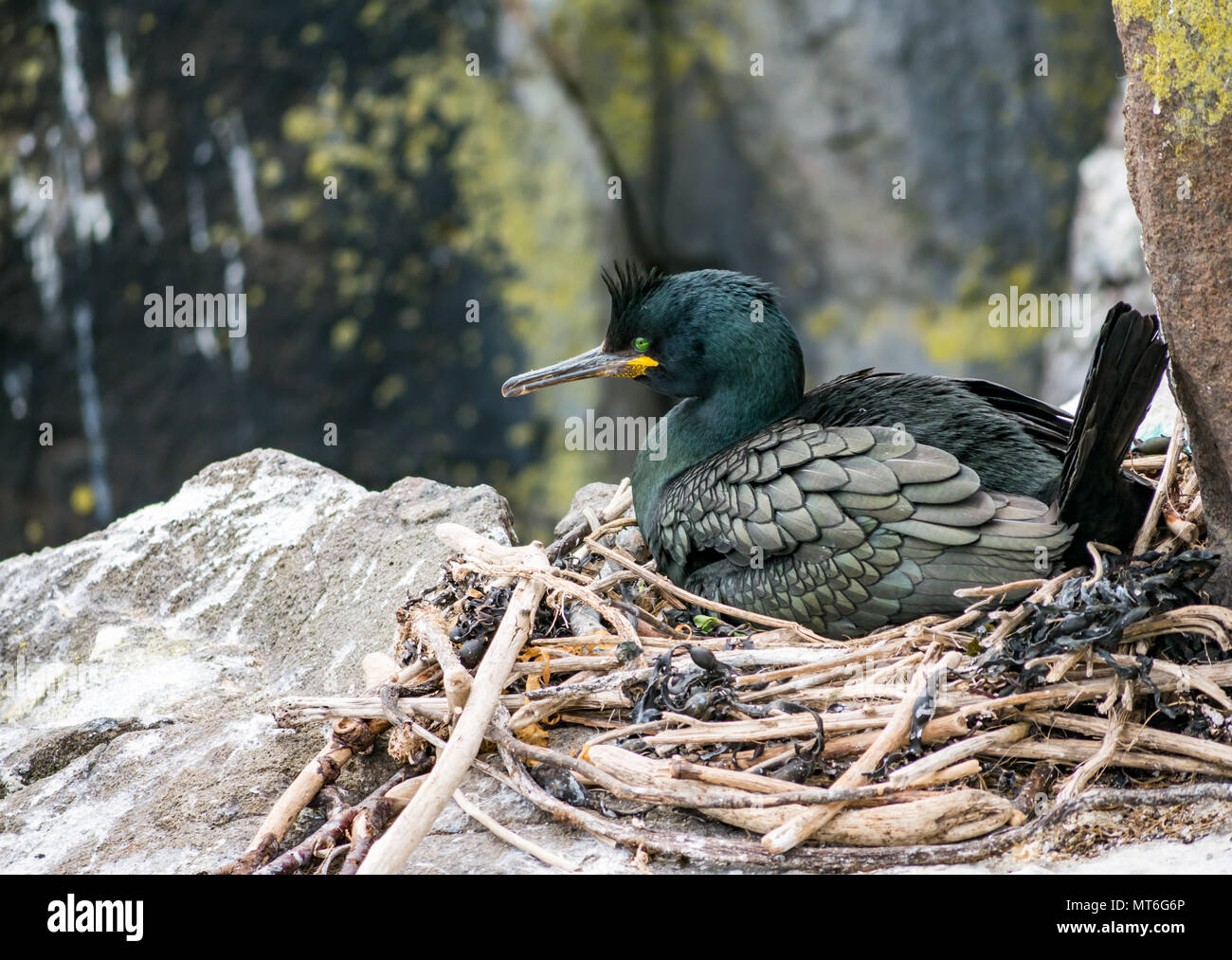 Shag On Nest High Resolution Stock Photography and Images - Alamy