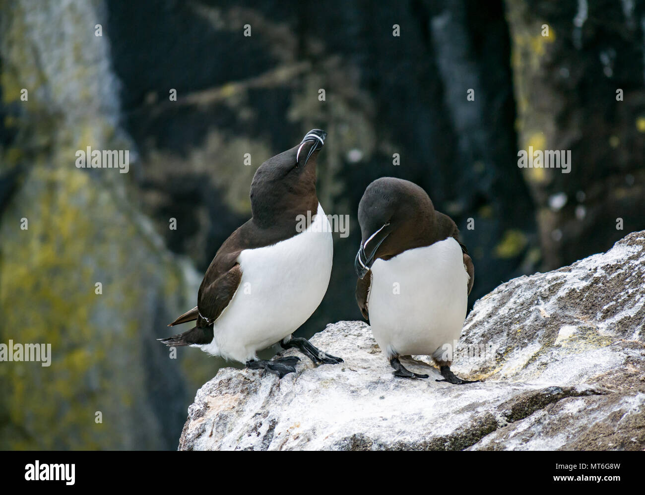 Razorbill britain hi-res stock photography and images - Alamy