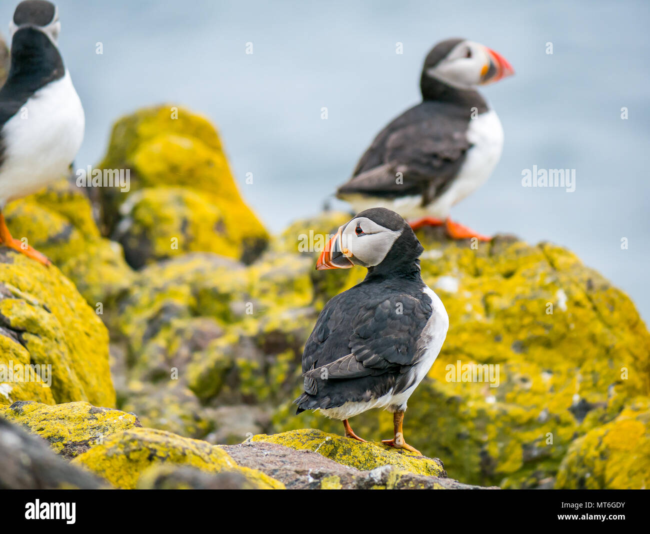 Puffins on a clifftop hi-res stock photography and images - Alamy