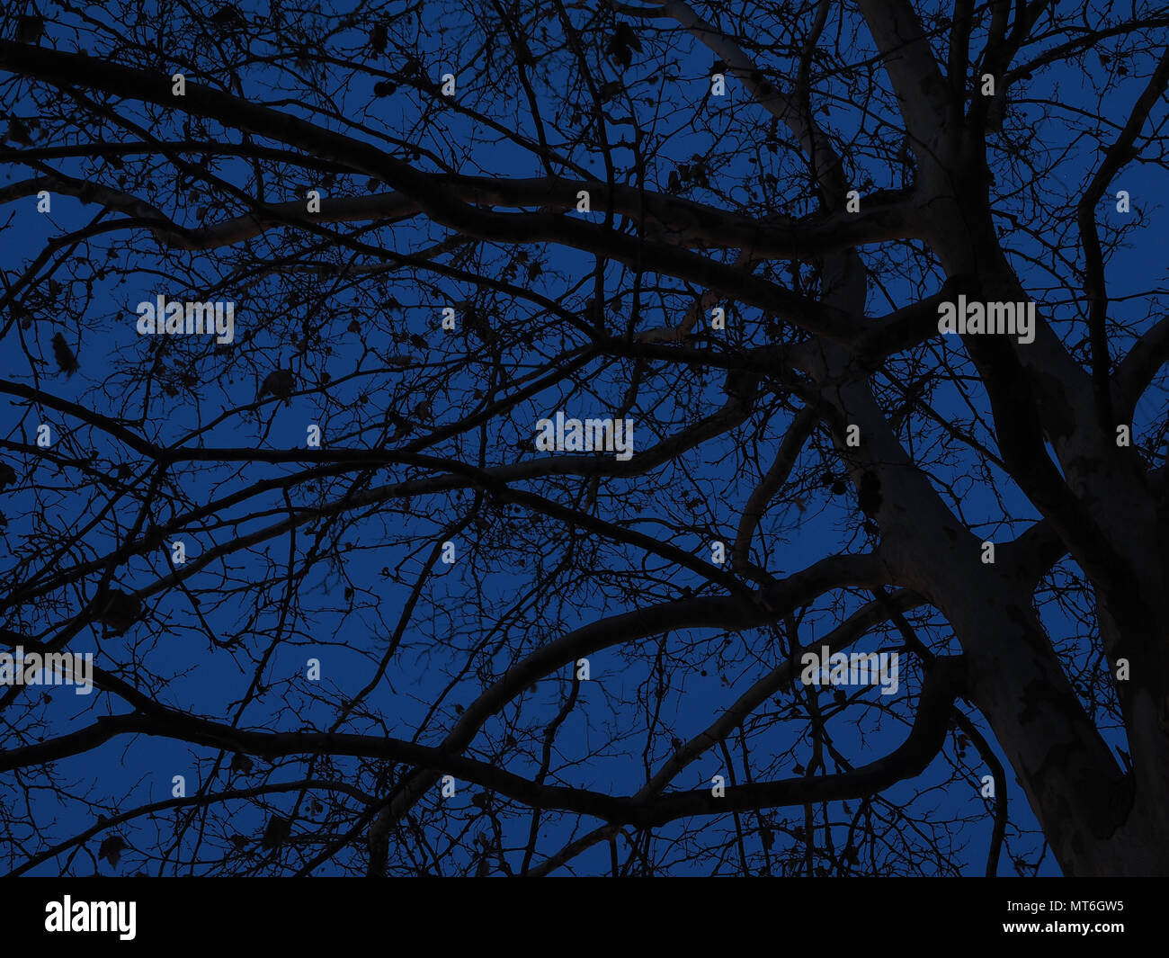 Blue hour nature hi-res stock photography and images - Alamy