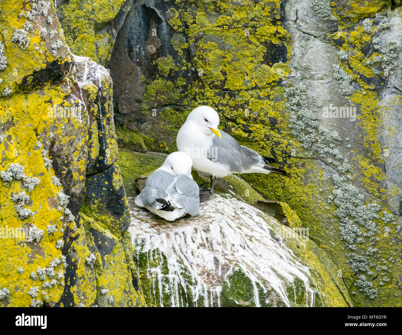 Pair of kittiwake rissa tridactyla on nesting ledge hi-res stock ...