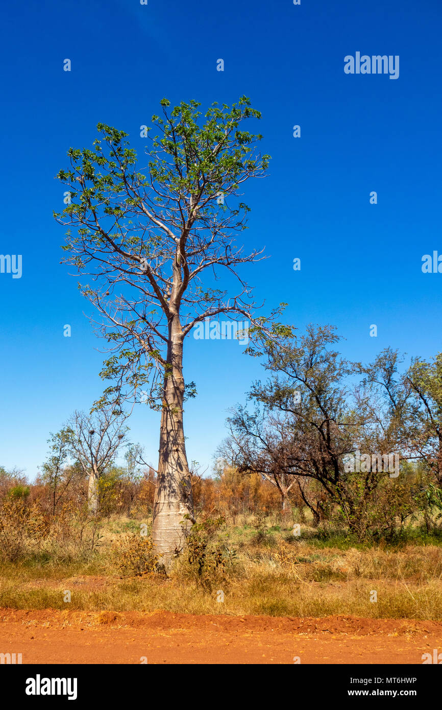 A boab tree Adansonia gregorii beside the Gibb River Road, Kimberley ...