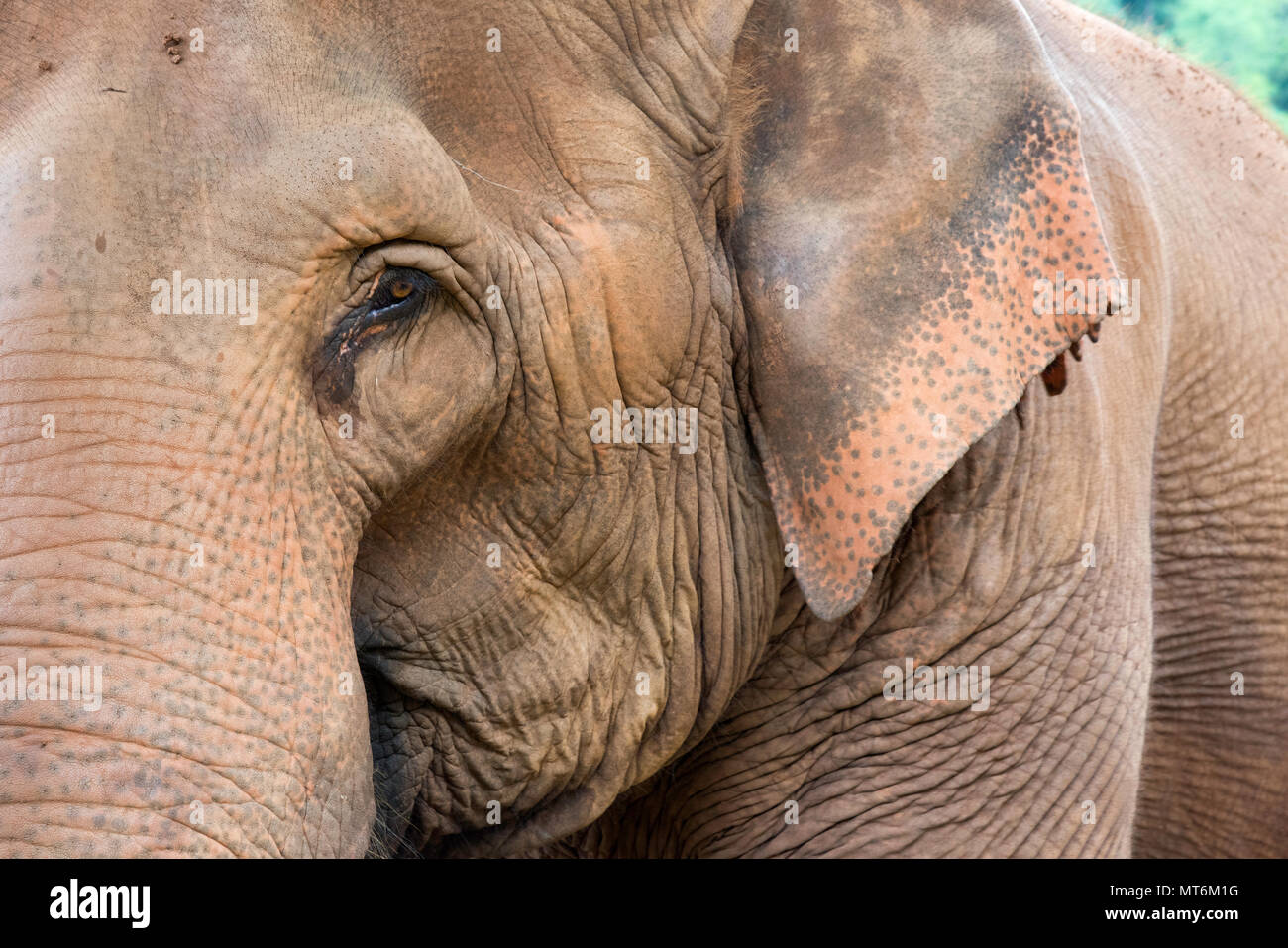 Elephant conservation nature hi-res stock photography and images - Alamy