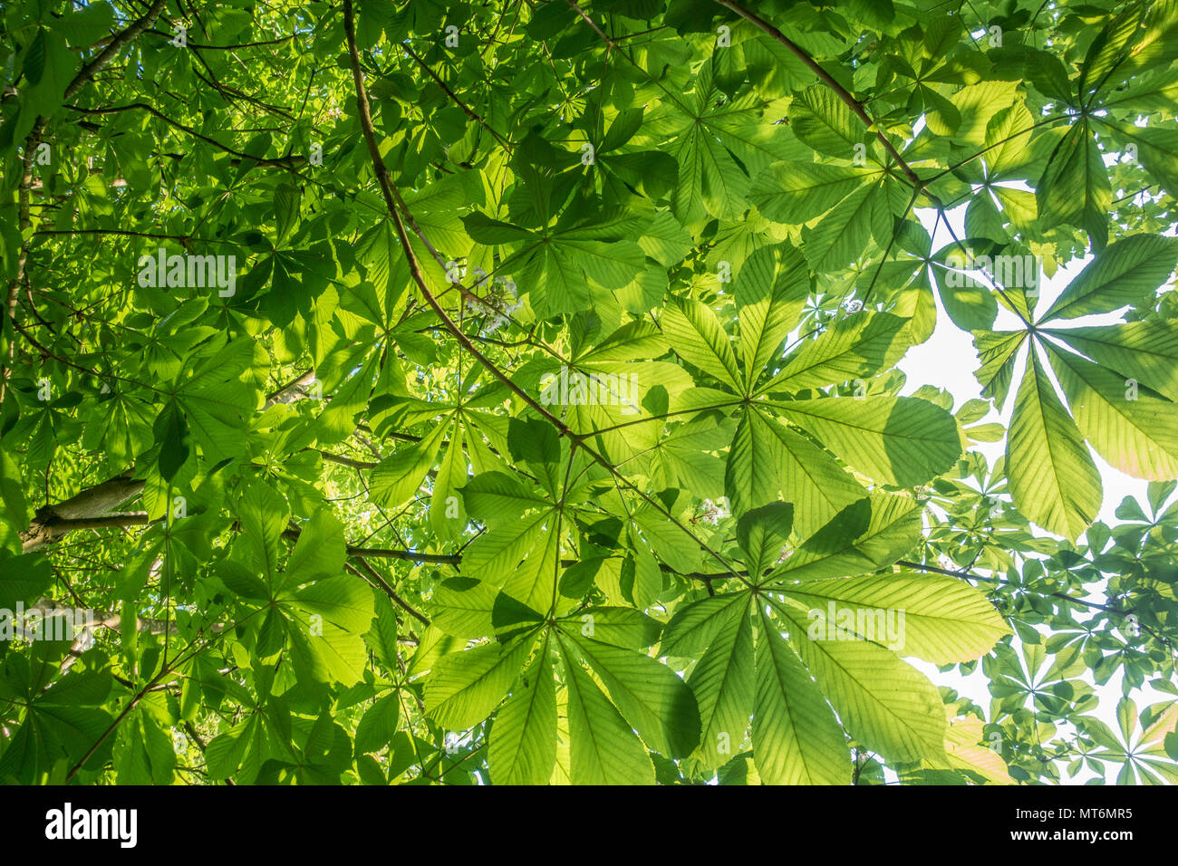 Loads of leaves hi-res stock photography and images - Alamy