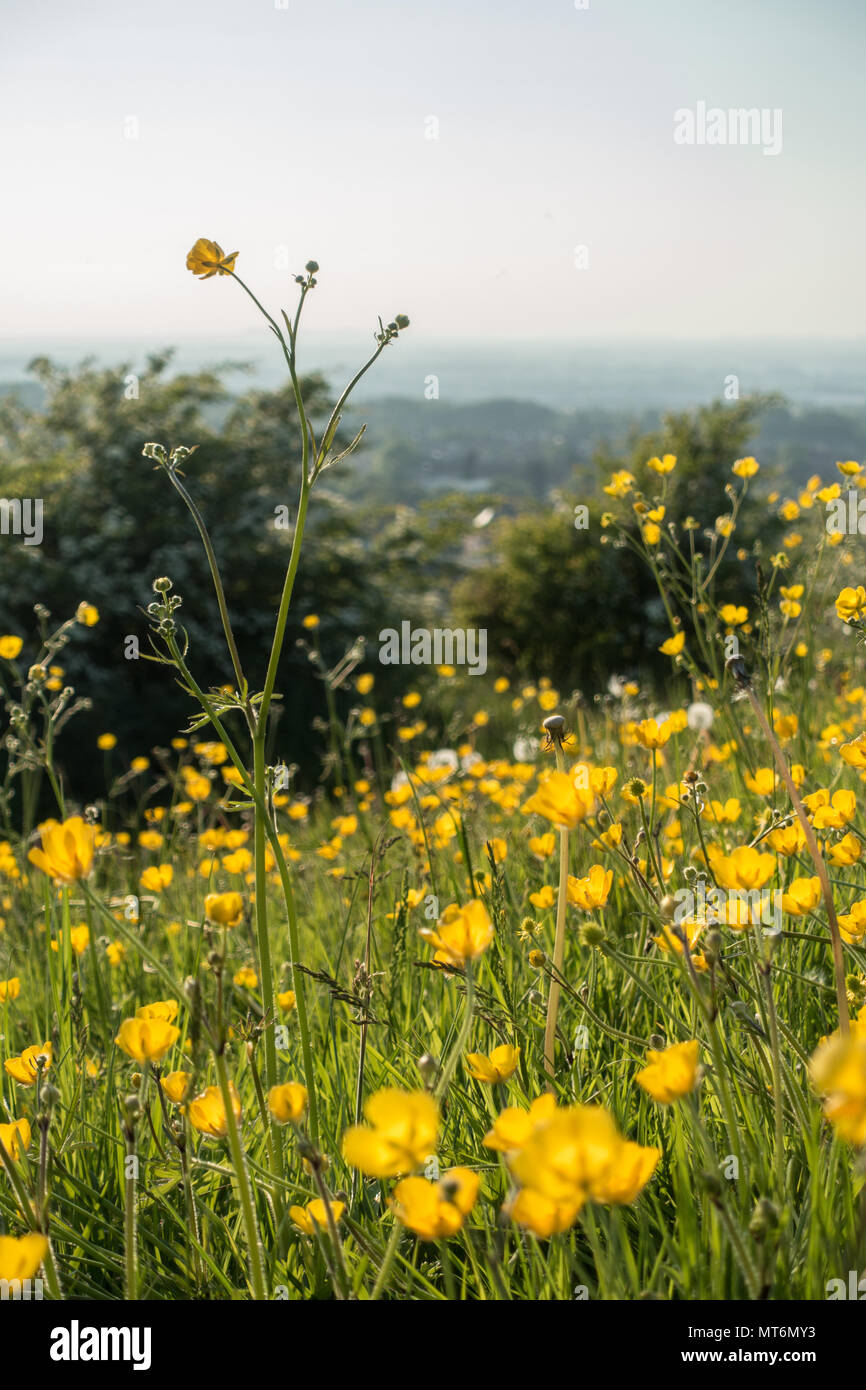Wild butter cups growing on a hillside in the UK Stock Photo - Alamy