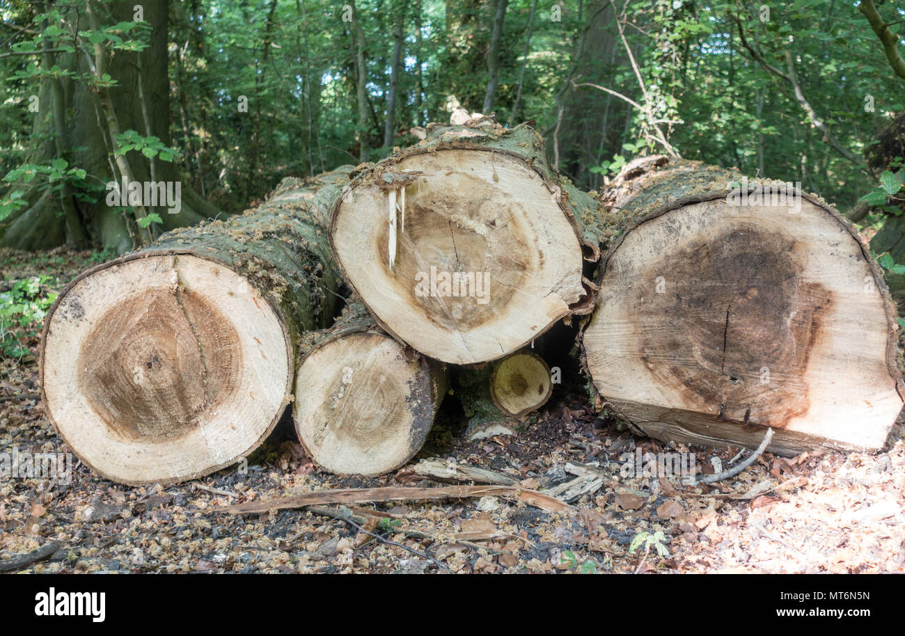 Trunks cut trees on ground hi-res stock photography and images - Alamy