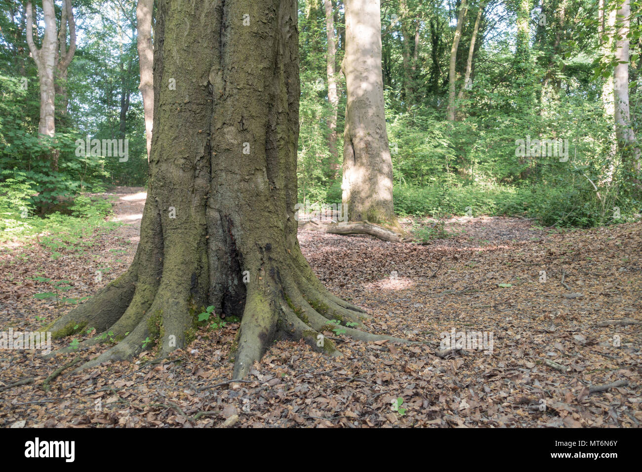 Trees in the woods Stock Photo - Alamy