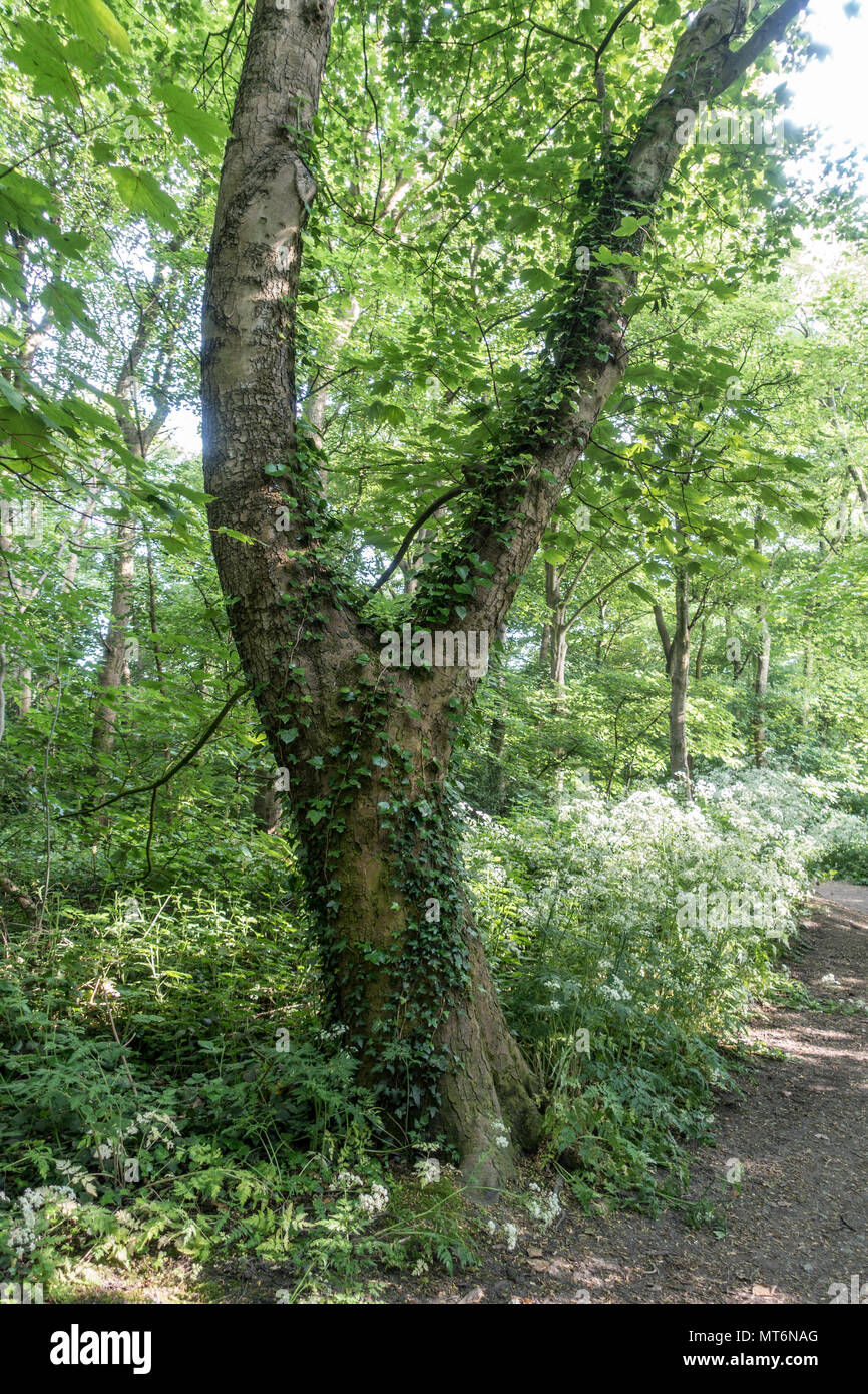 Vegetated areas hi-res stock photography and images - Alamy