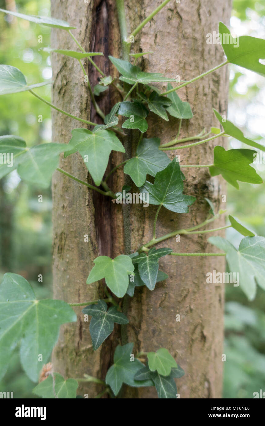 rural vegetated areas in worcester, UK Stock Photo - Alamy