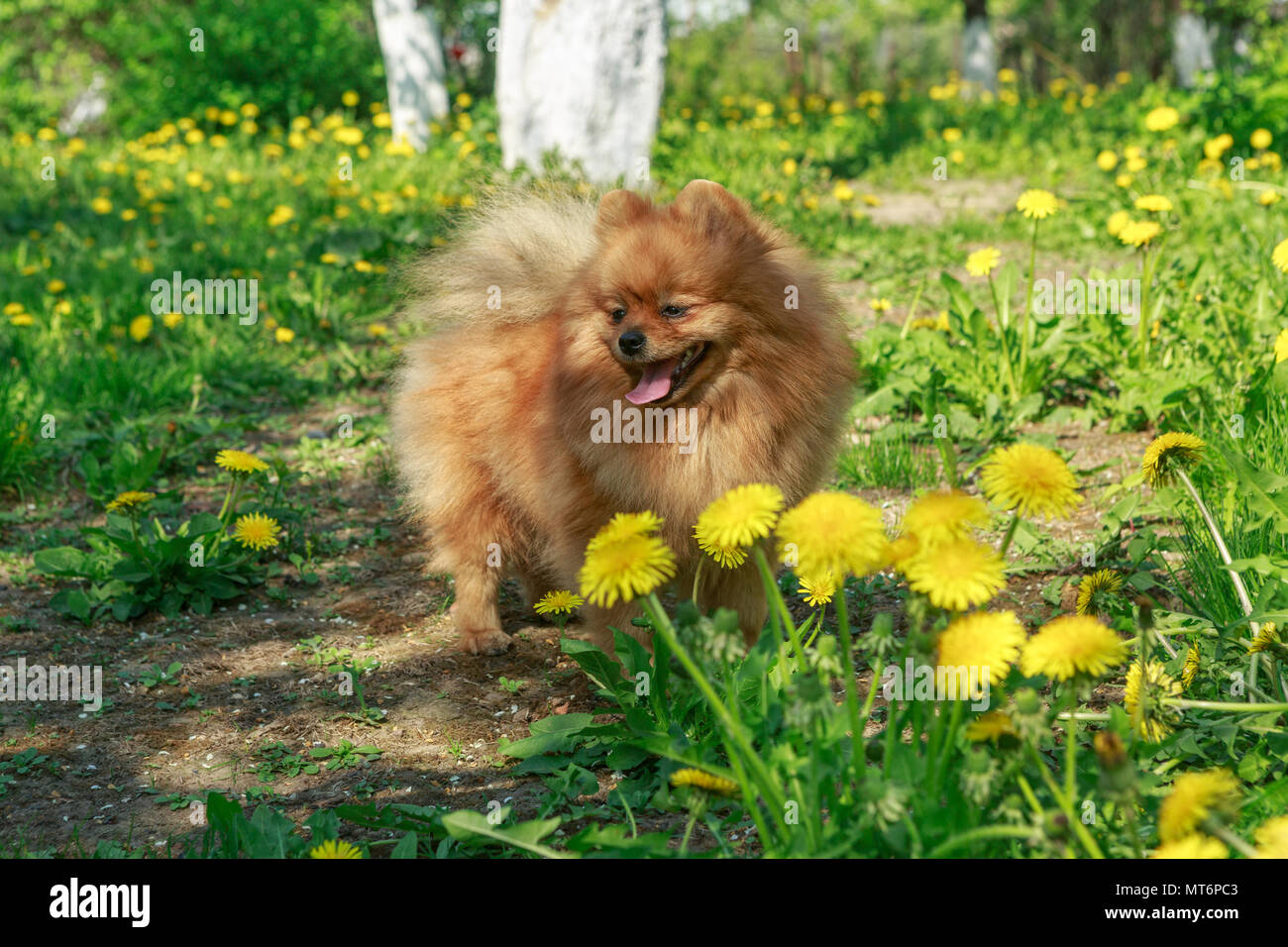 Small dog breed Pomeranian walks in the garden in spring Stock Photo ...