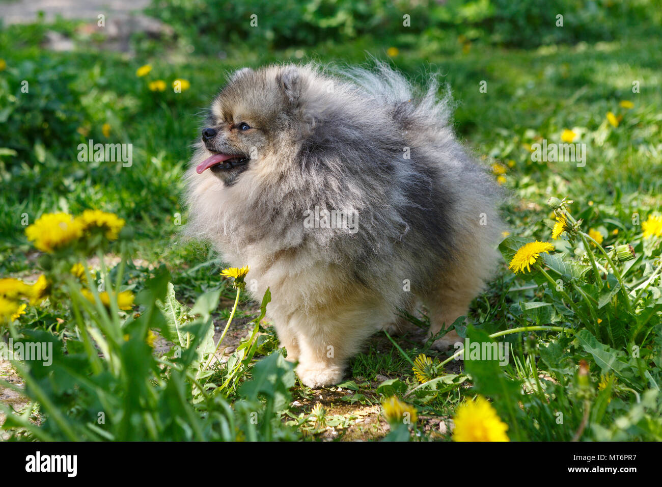 Small dog breed Pomeranian walks in the garden in spring Stock Photo ...