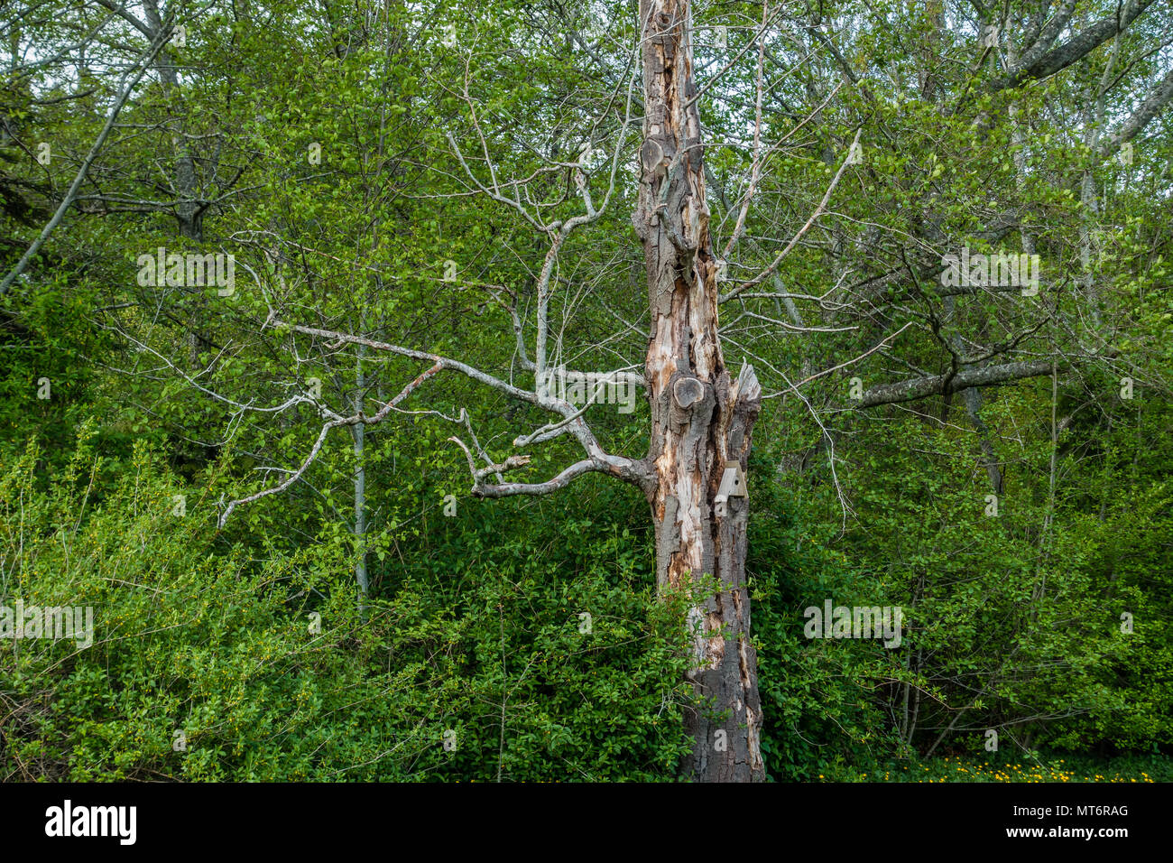 Standing deadwood tree hi-res stock photography and images - Alamy