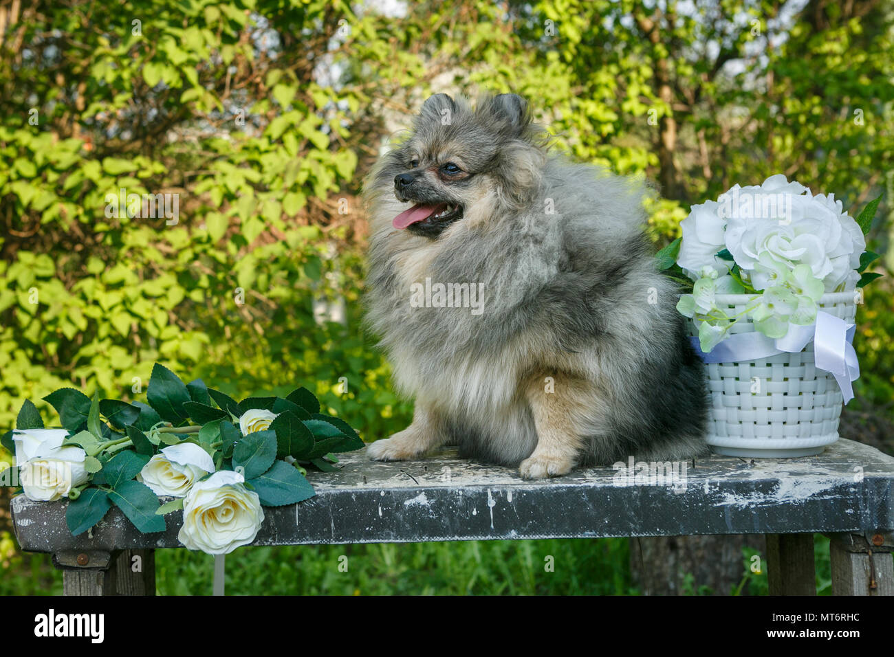Dog breed Pomeranian stands on a table in the garden in the spring ...