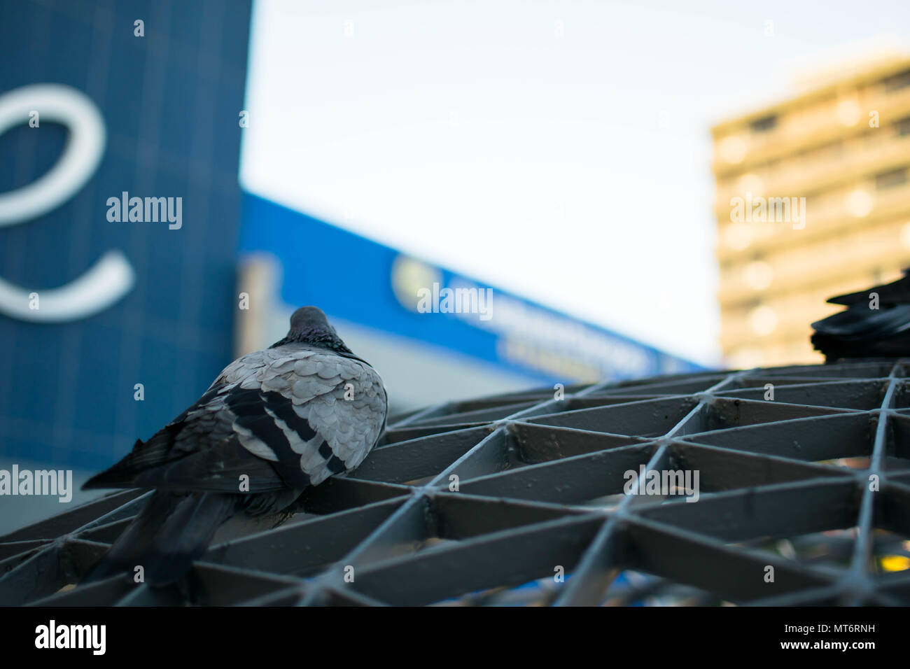 Pigeons resting on a modern art piece in downtown San Jose, Costa Rica ...