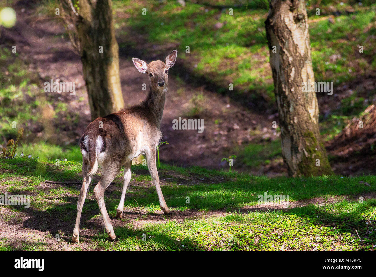 Deer Vector High Resolution Stock Photography and Images - Alamy