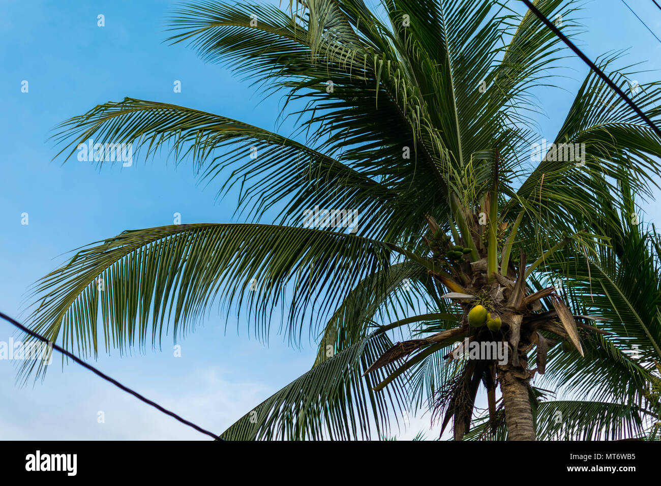 Coconut tree growing between two power lines in Myogalpa, Ometepe ...