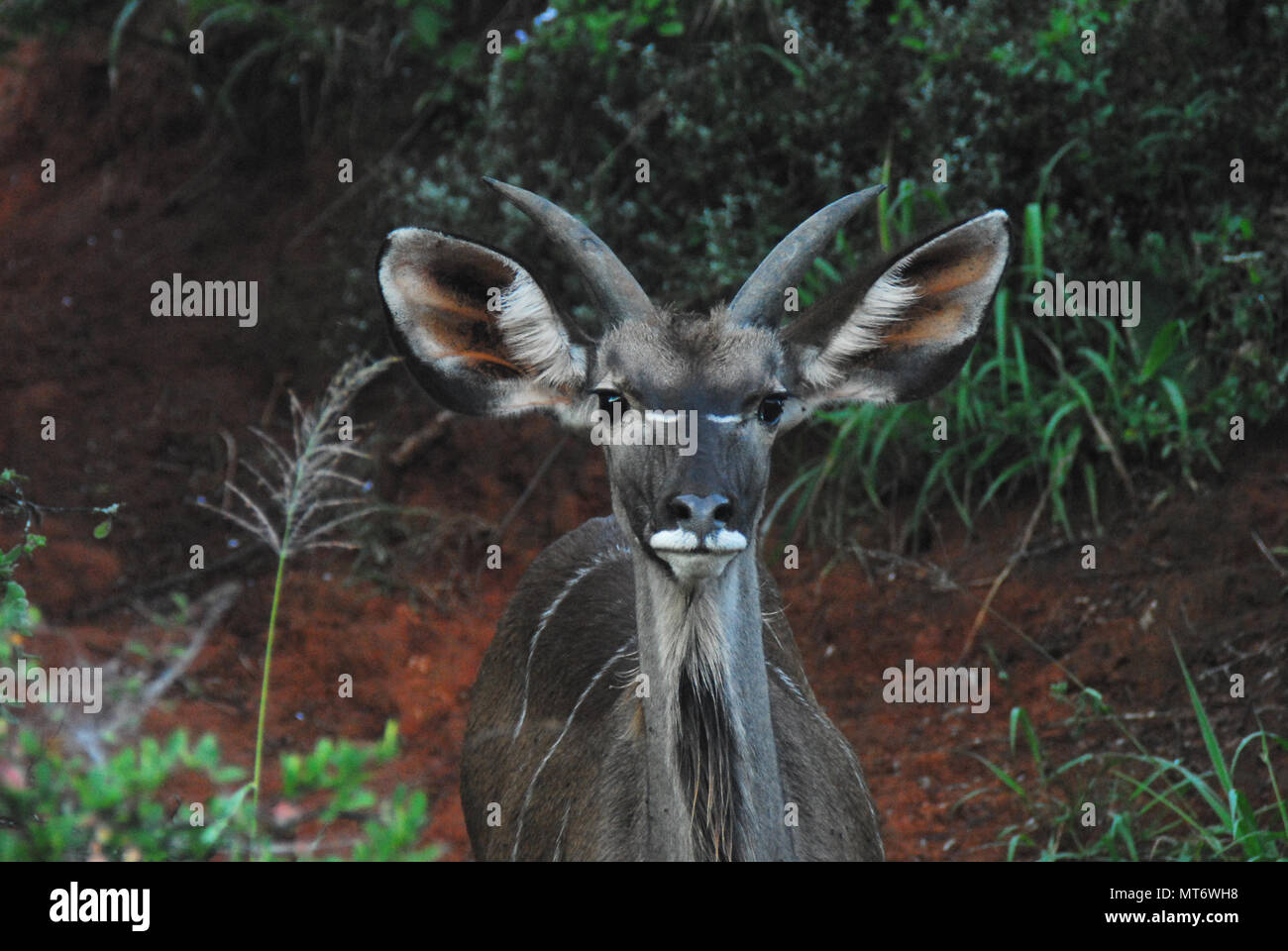Antelope eyes hi-res stock photography and images - Alamy