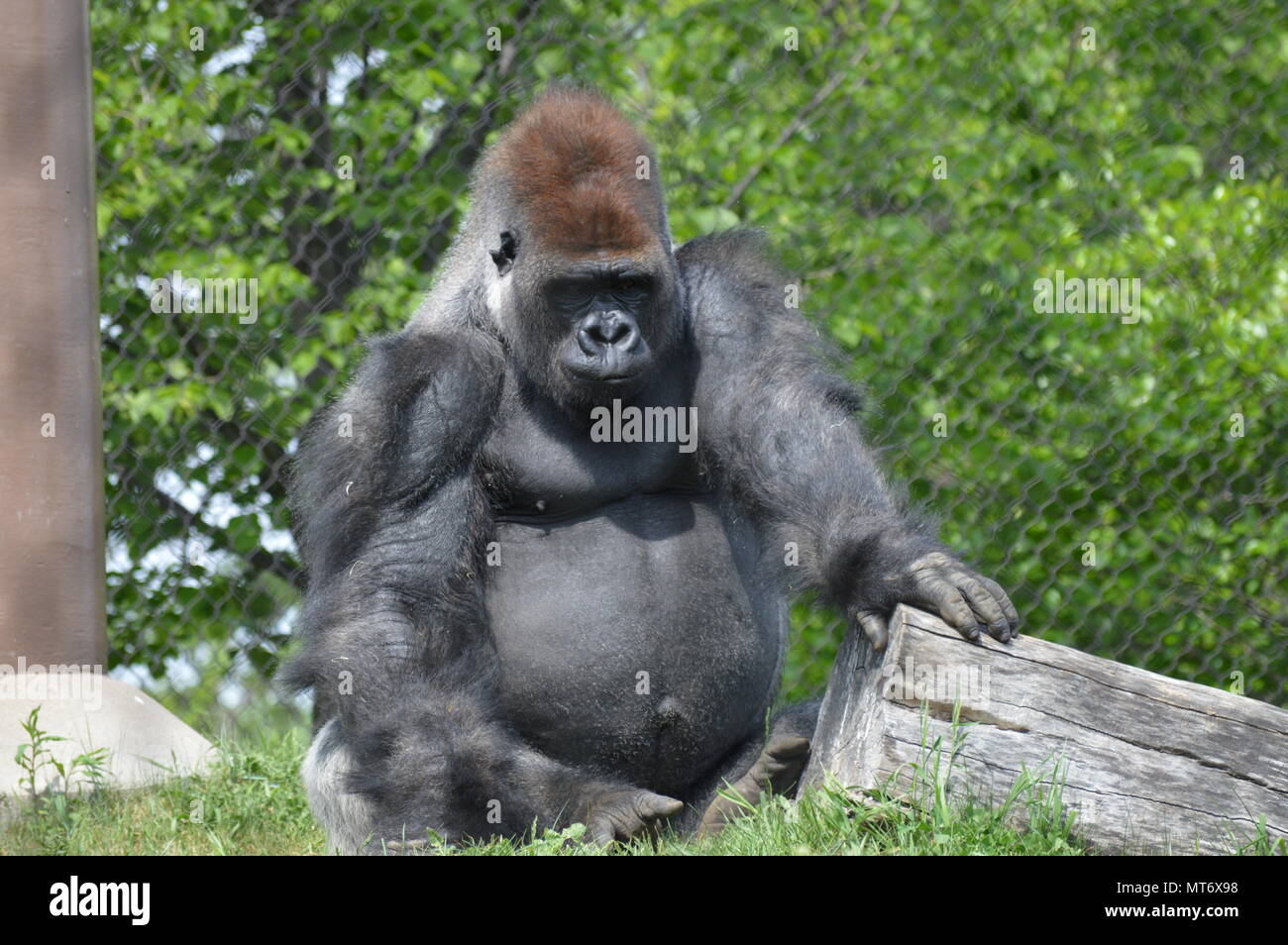 Western lowland gorilla in the outdoors Stock Photo - Alamy